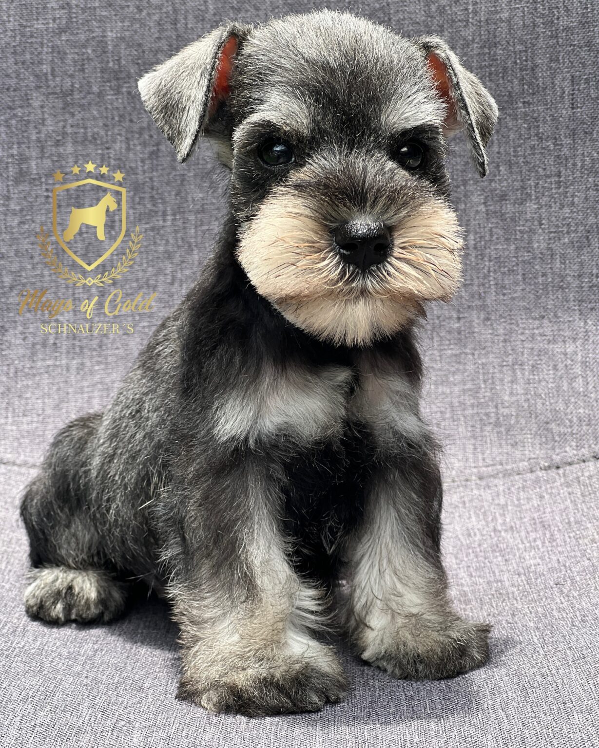 Schnauzer Colombia - El Mejor Criadero Schnauzer en Colombia