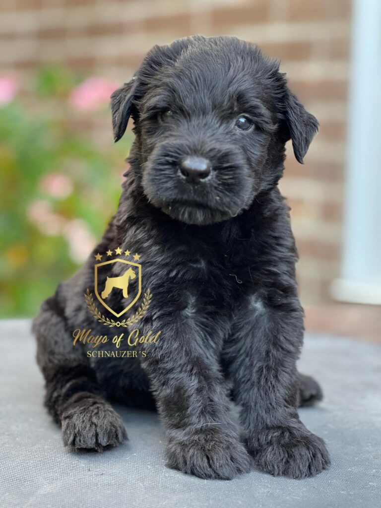 Paco - Schnauzer Gigante Negro - El Mejor Criadero Schnauzer en Colombia